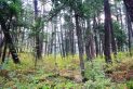 Hiking Tubs Hill in Coeur d'Alene, Idaho - Through My Lens