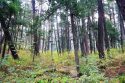 Hiking Tubs Hill in Coeur d'Alene, Idaho - Through My Lens