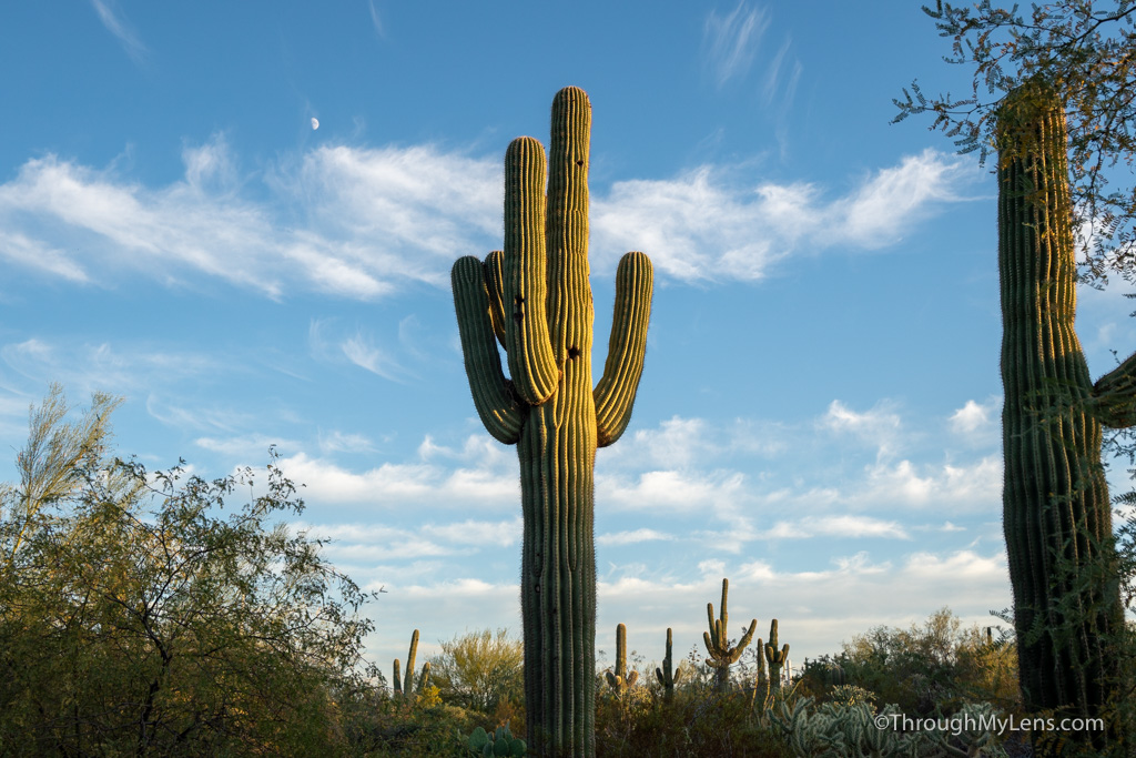 15 Things to do in Tempe, Arizona - Through My Lens