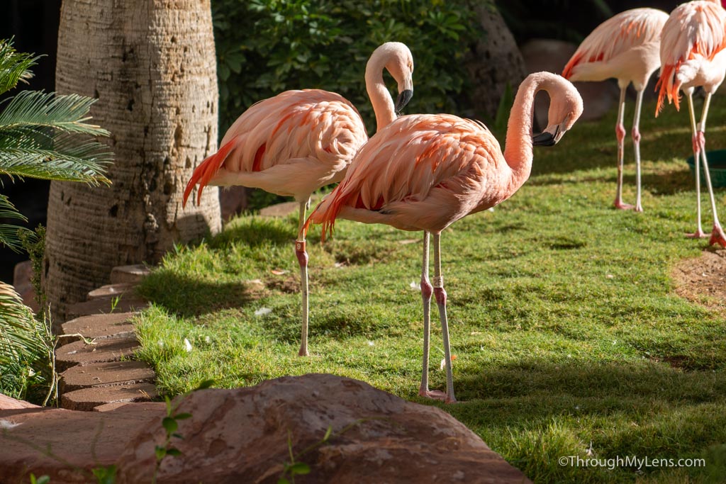 10 Free Things to do in Las Vegas - Through My Lens