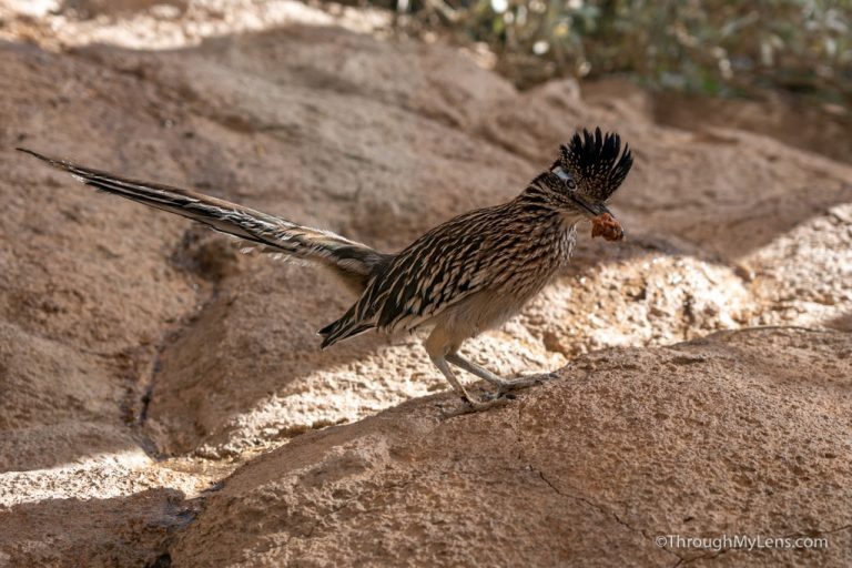 15 Things to do in Saguaro National Park - Through My Lens