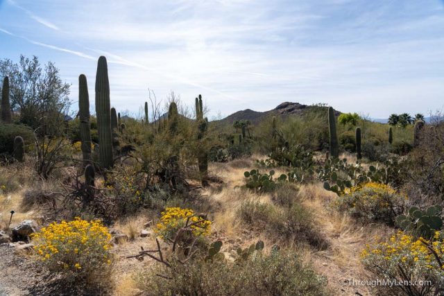16 Things to do in Tucson, Arizona - Through My Lens