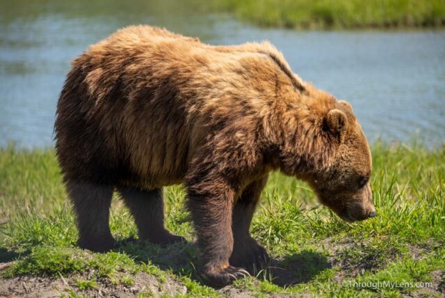 Things to do in Anchorage, Alaska - Through My Lens