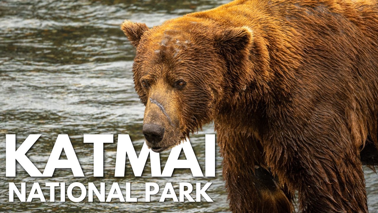 How to Visit Katmai National Park + 2 Day Itinerary and Cost - Through ...
