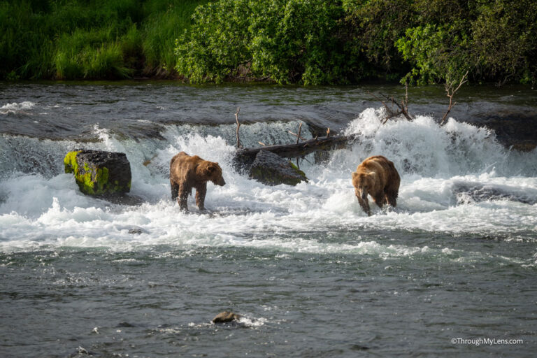 How to Visit Katmai National Park + 2 Day Itinerary and Cost - Through ...