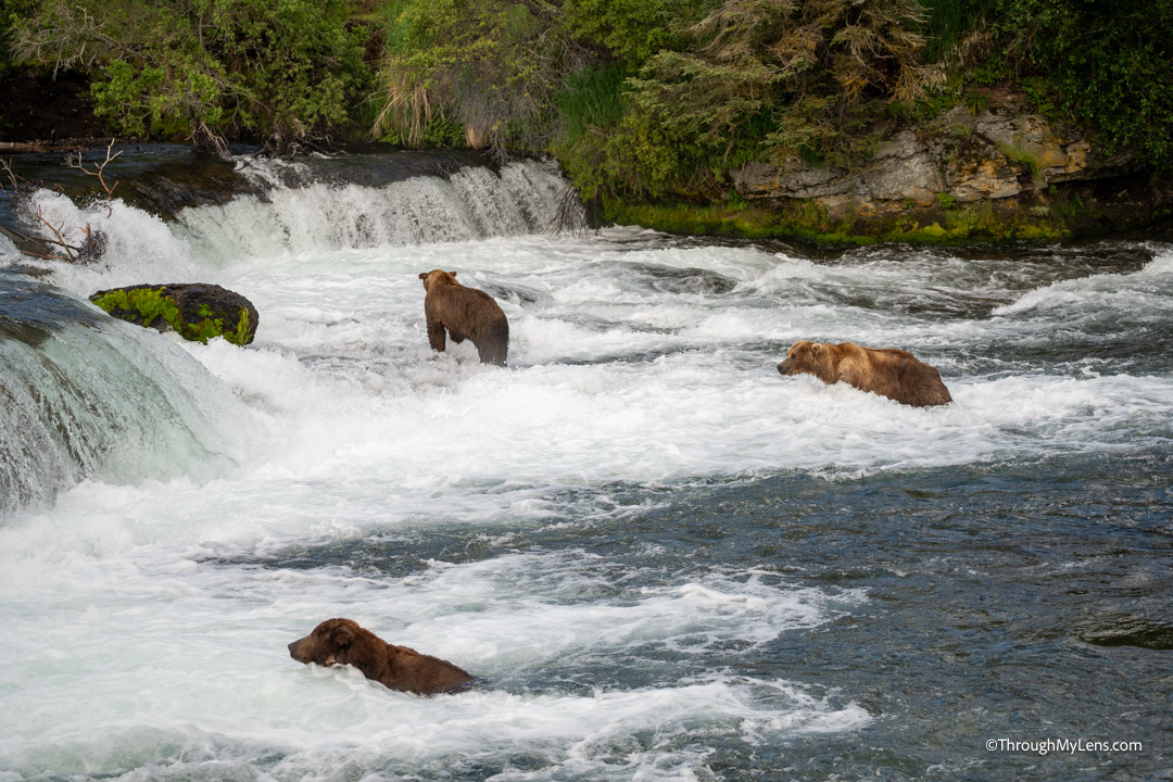 How to Visit Katmai National Park + 2 Day Itinerary and Cost - Through ...