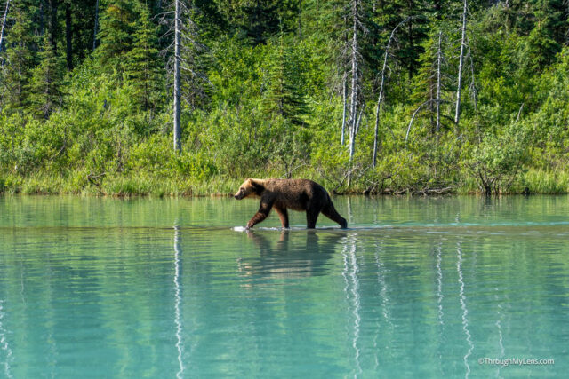 How to Visit Lake Clark National Park + Cost - Through My Lens